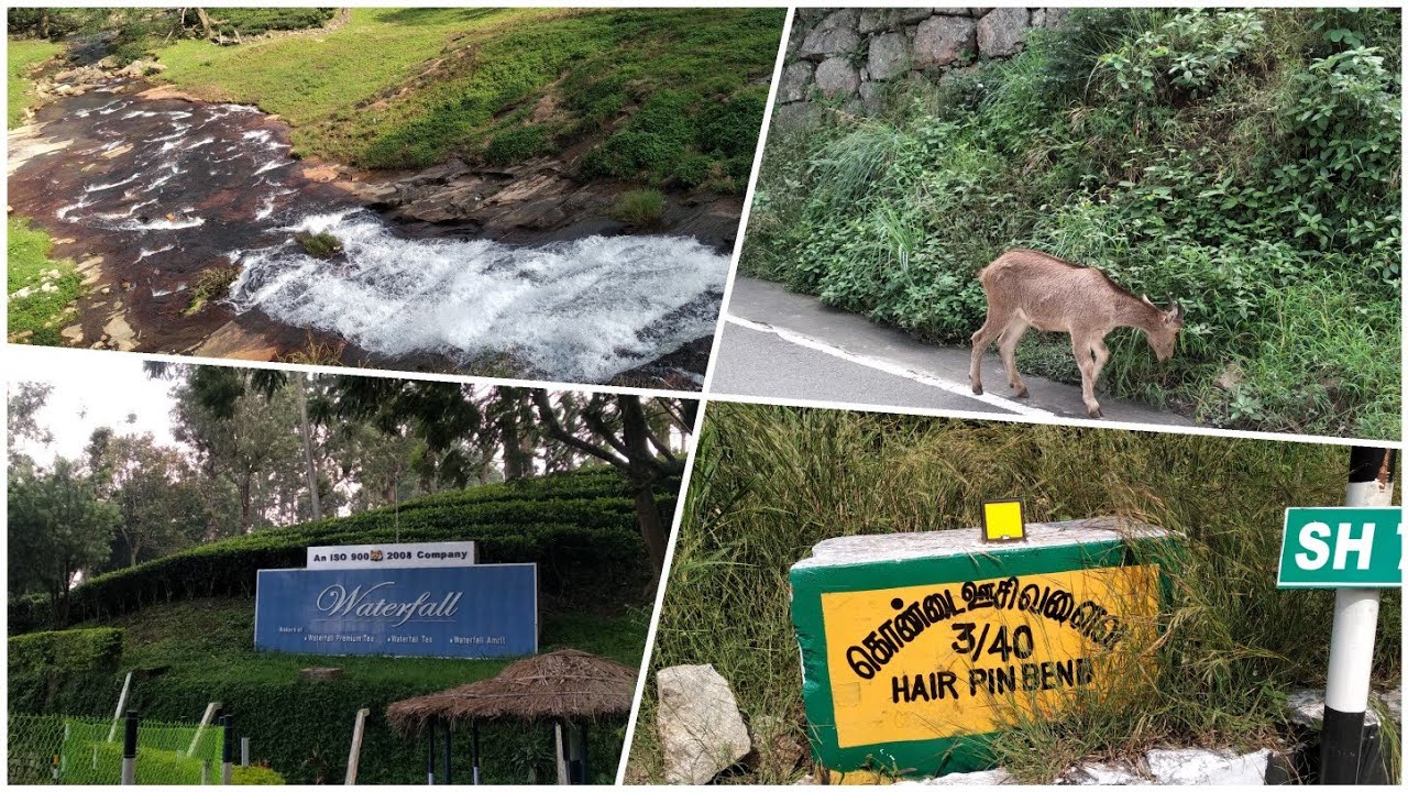 Valparai special வரையாடு/Azhiyar dam view/waterfall tea estate/வால்பாறை ...