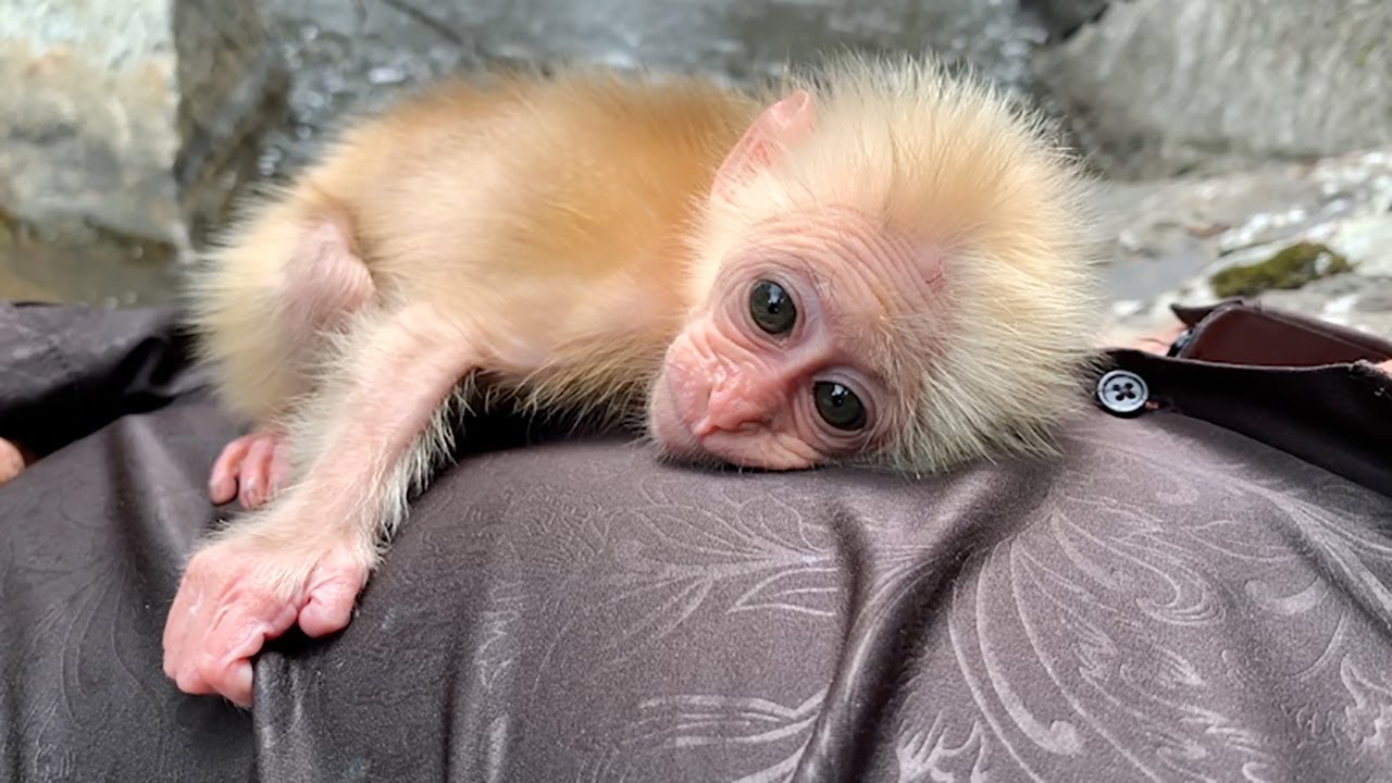 Happy afternoon while in the woods of dad and baby monkey Rosi - YouTube