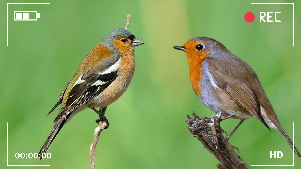 Birds Sounds - Birds Singing without Music - Birds Chirping in the ...