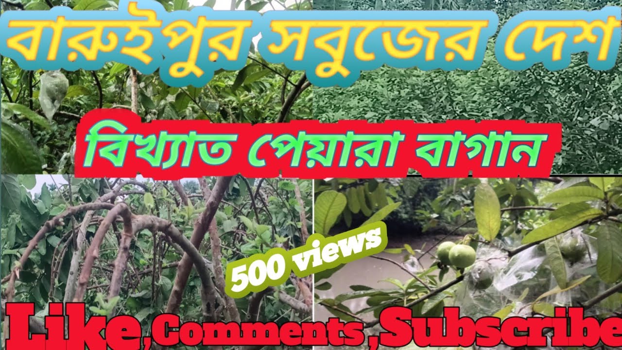 Baruipur piyara Bagan //piyara tree - YouTube