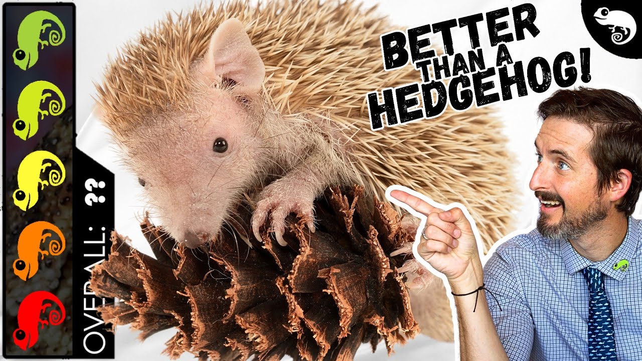 Hedgehog Tenrec, The Best Pet Mammal? - YouTube