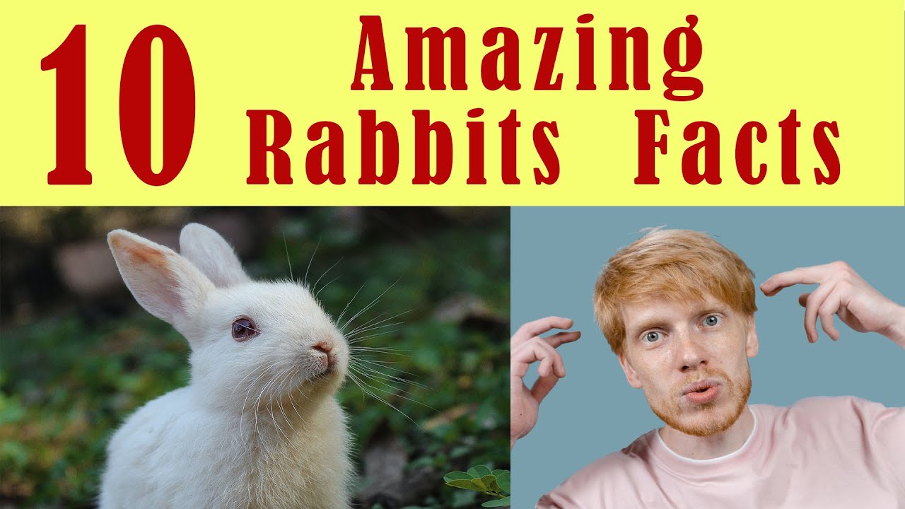 10 amazing facts about rabbits - YouTube