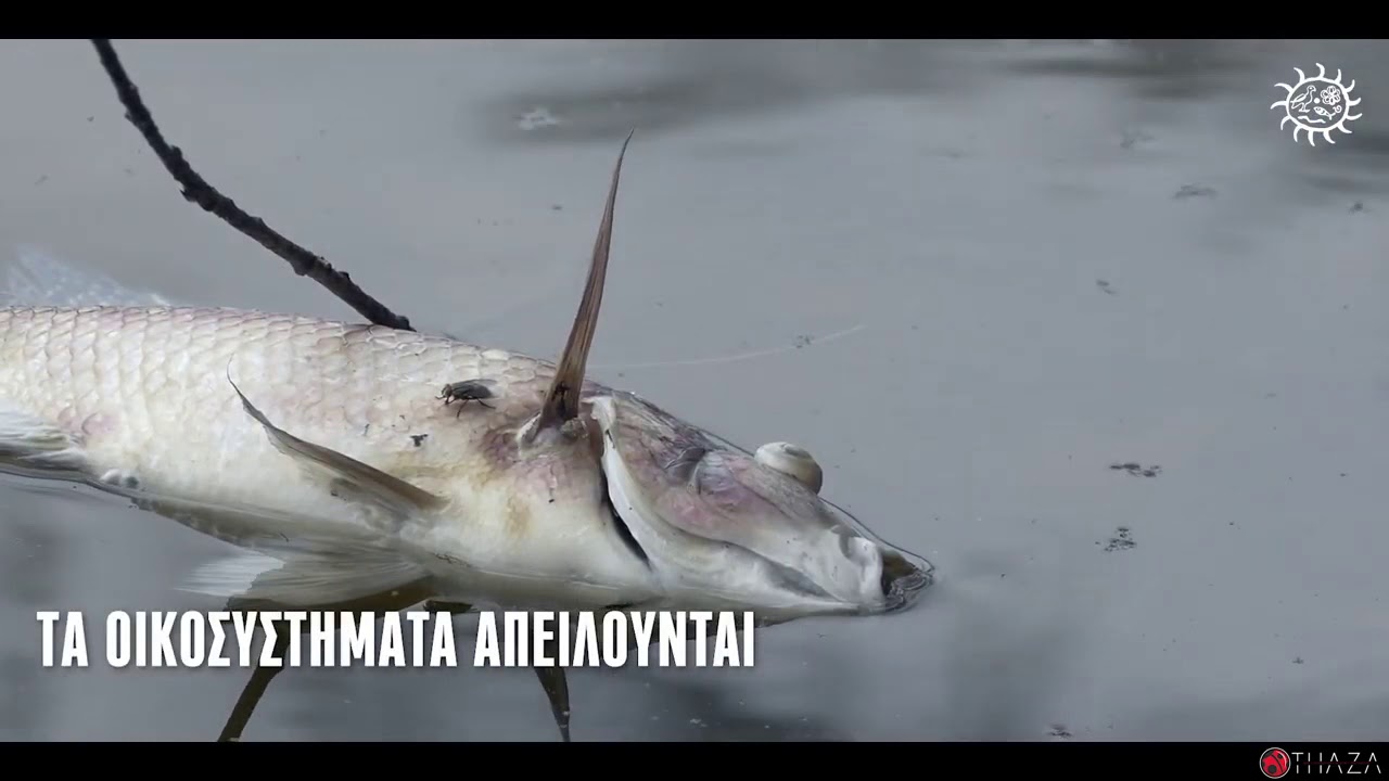 29ο ΣΥΝΕΔΡΙΟ ΠΑΝΔΟΙΚΟ (spot) - YouTube
