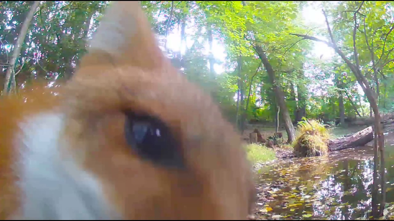 Red Fox Tries to Eat Camera - YouTube
