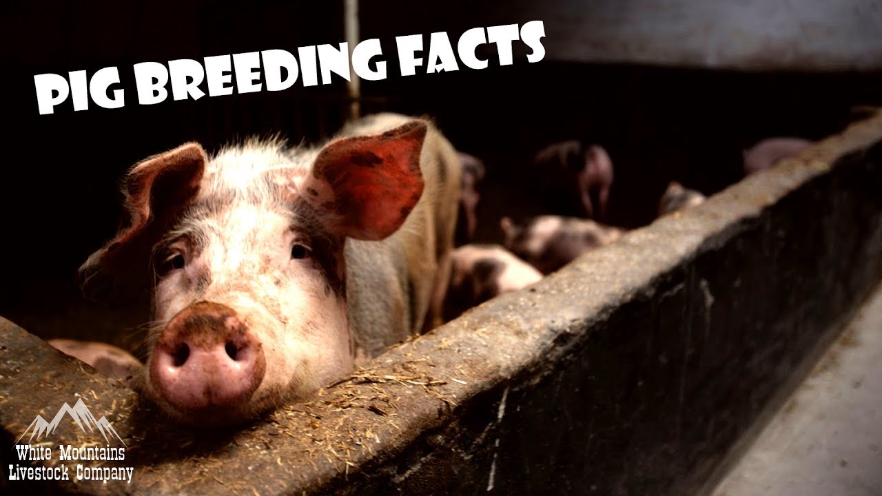 Pig Breeding Facts - Makin' The Bacon - YouTube