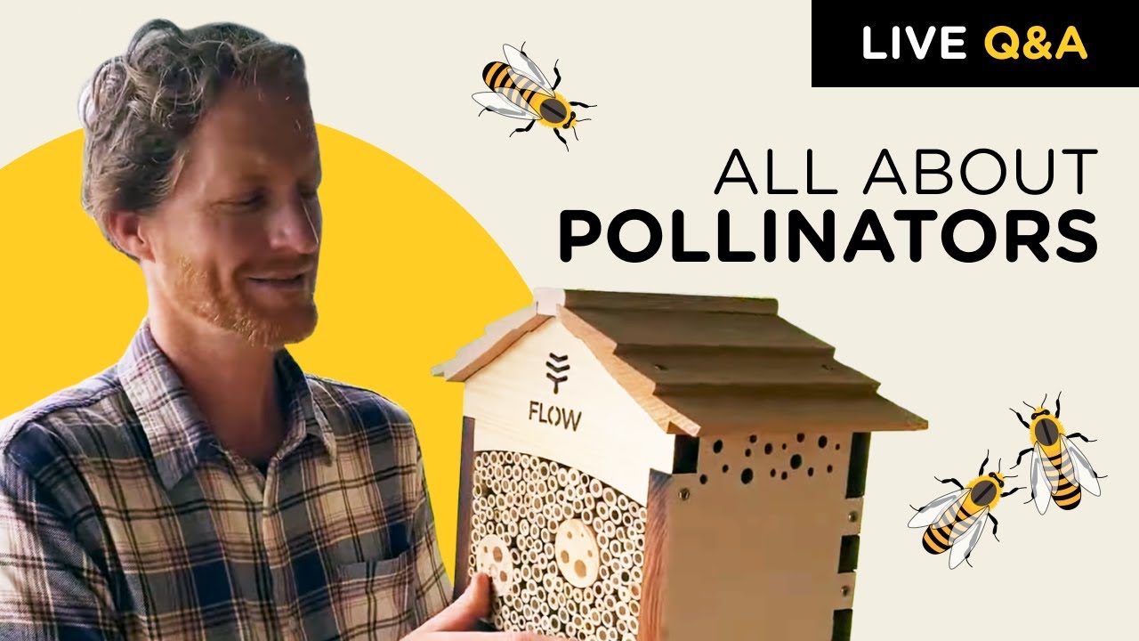 All about pollinators - YouTube