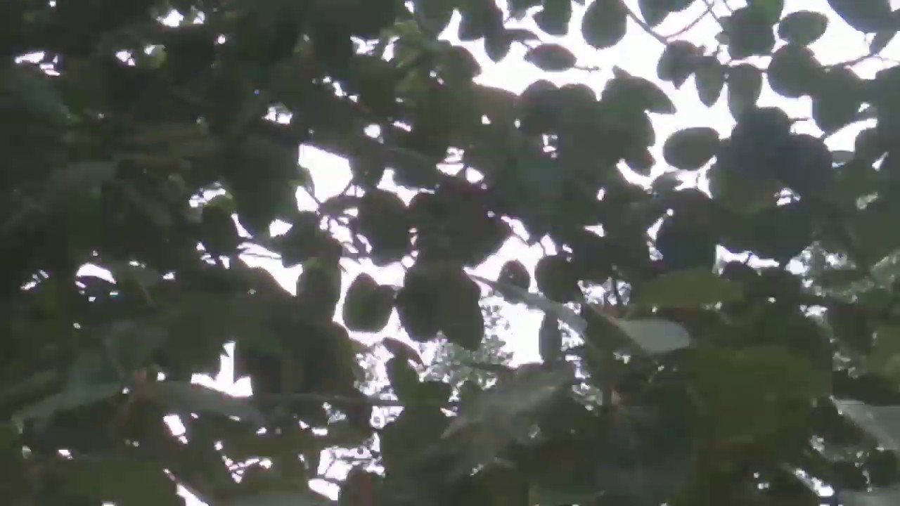 Koyal -The beautiful sound of koyal|Suowala vlogs - YouTube