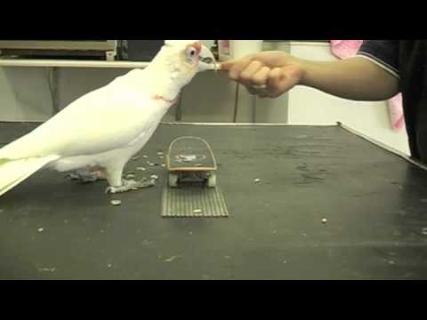 The Importance of Choice in Animal Training - YouTube