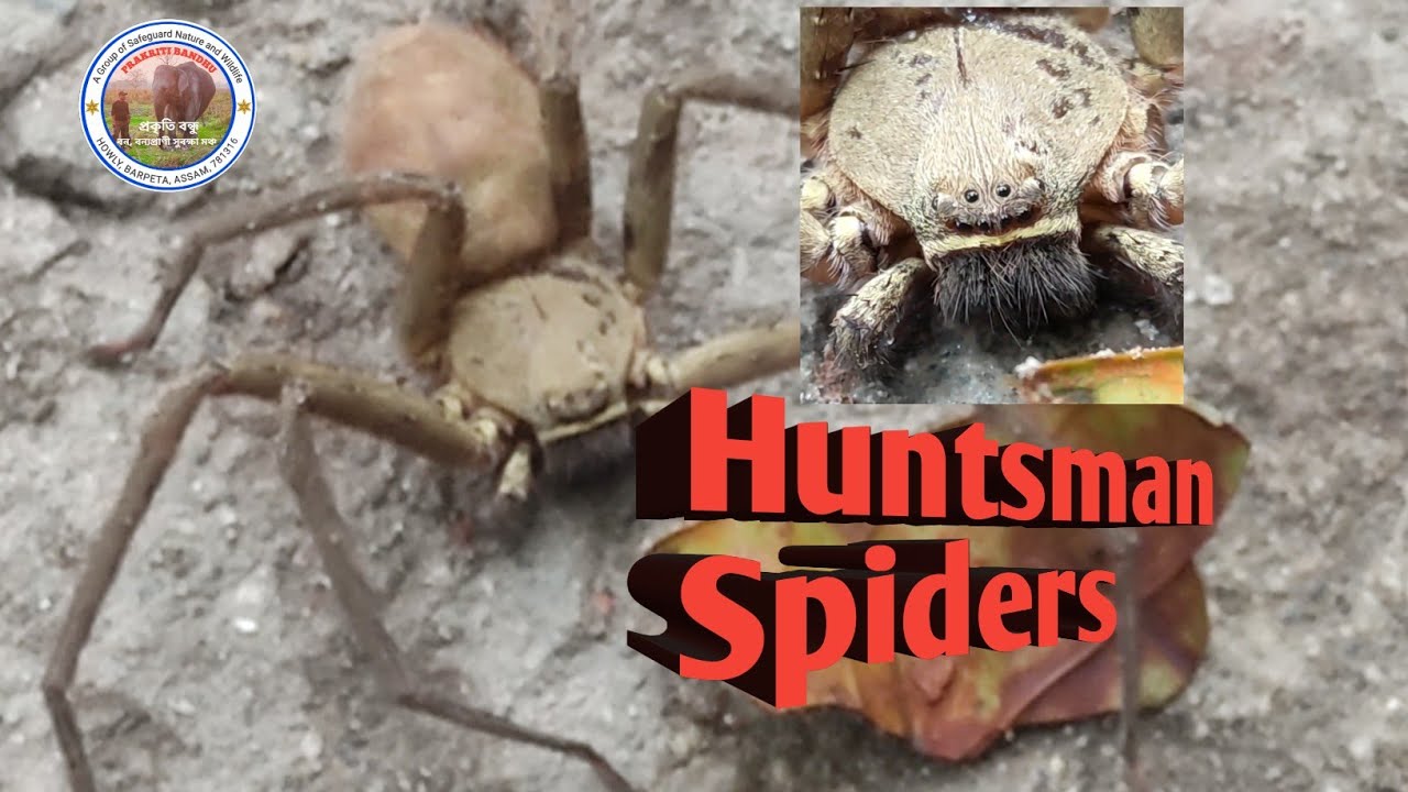 Huntsman Spiders//Viral video - YouTube