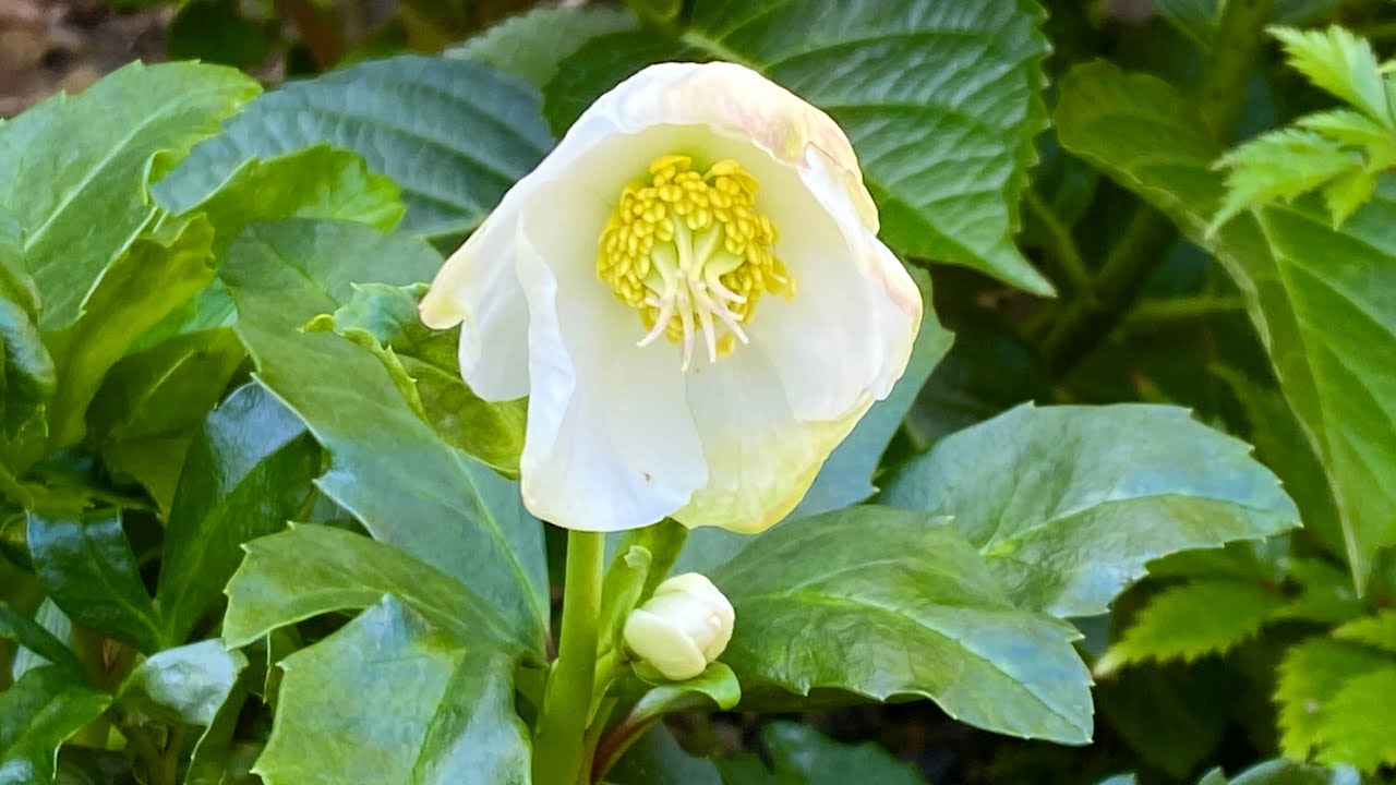 Summer Blooms, "Jasper" Hellebore (4K) - June 26, 2024 - YouTube