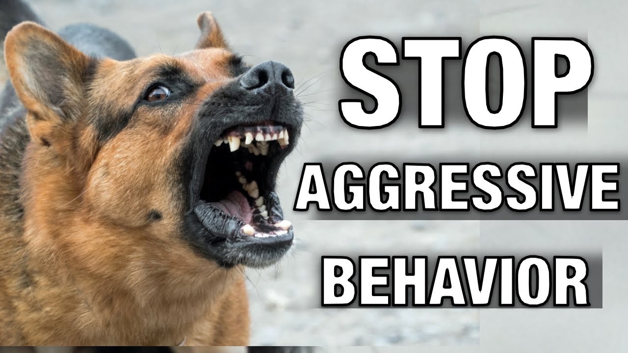How to Stop Dog Reactivity: The Ultimate Guide - YouTube