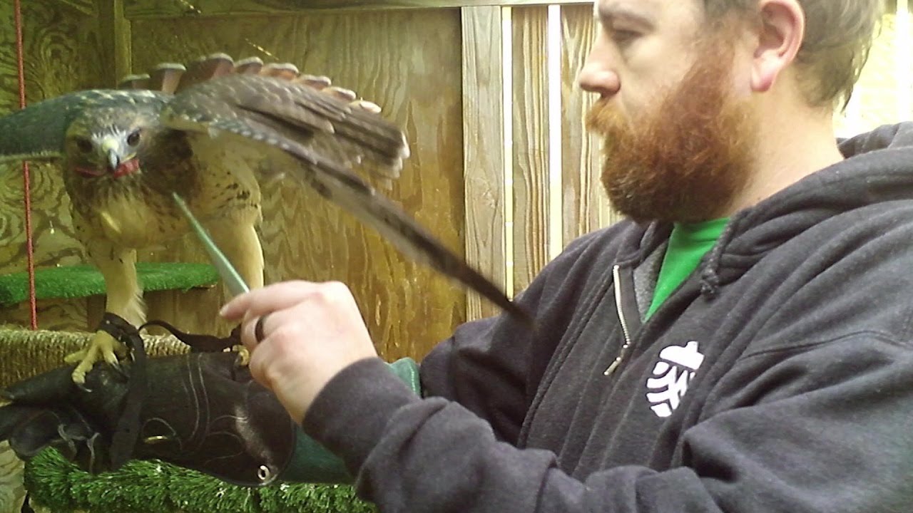 Training a Hawk From Start to (Almost) Program Ready - YouTube
