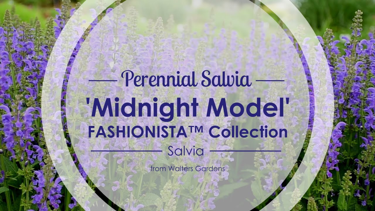 Midnight Model Perennial Salvia | Walters Gardens - YouTube