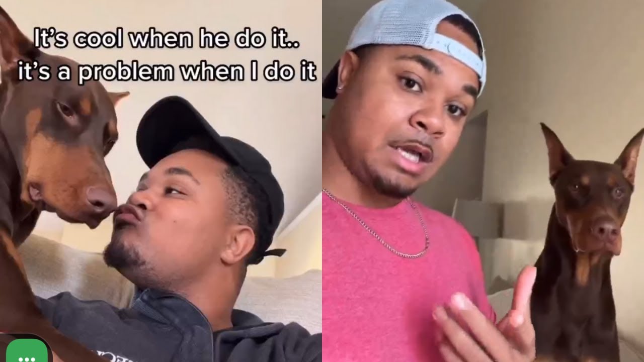 🐶 Funny Doberman of Internet | Knox the Doberman #1 | Paw Party 🔥 - YouTube