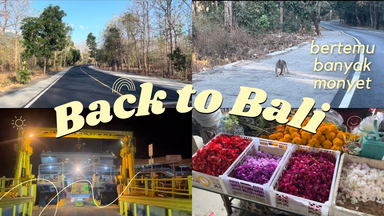 BACK TO BALI. BERTEMU BANYAK MONYET DI HUTAN BALURAN. JALAN-JALAN DI ...