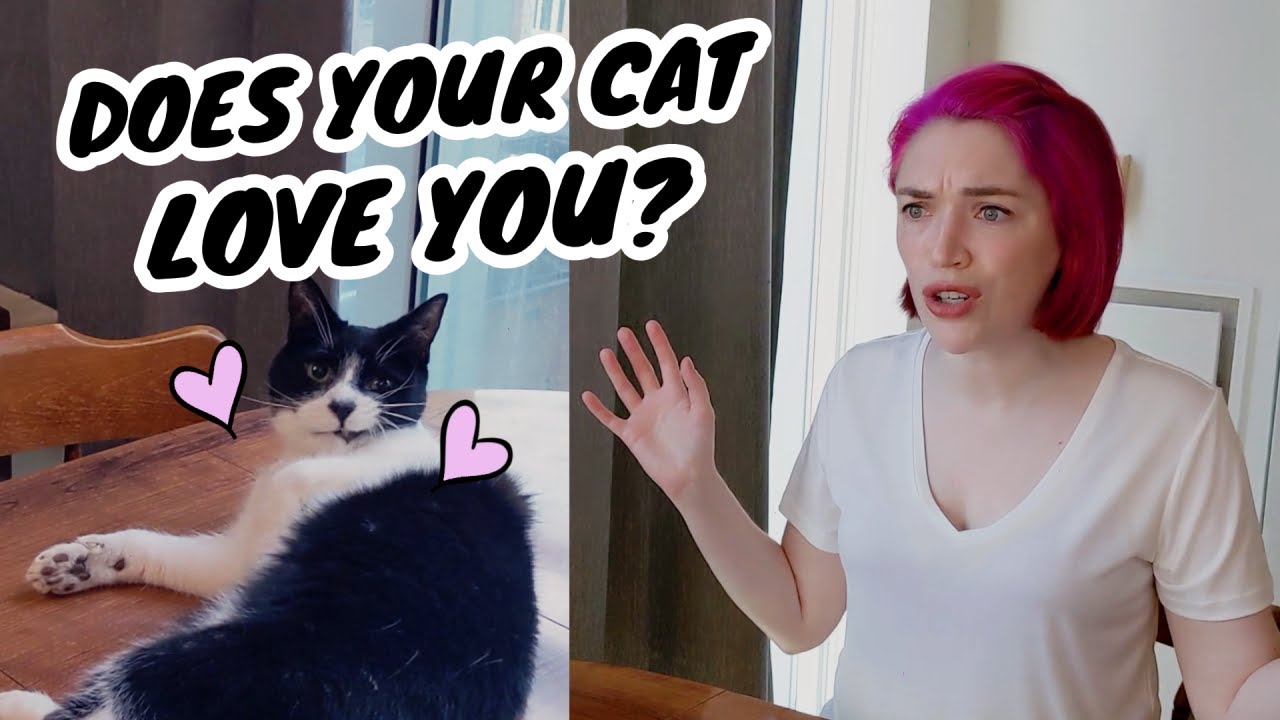 HOW TO TELL IF YOUR CAT LOVES YOU | signs of affection, feline language ...