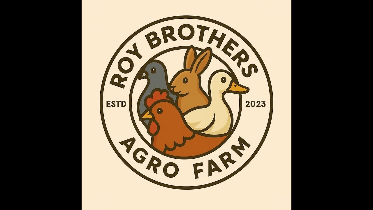 Roy Brothers Agro Farm Cute Chickens & Ducks Together | Funny Bird ...