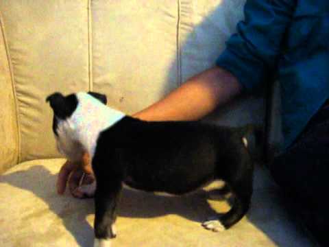 Sif At Asgard- Bull Terrier - YouTube