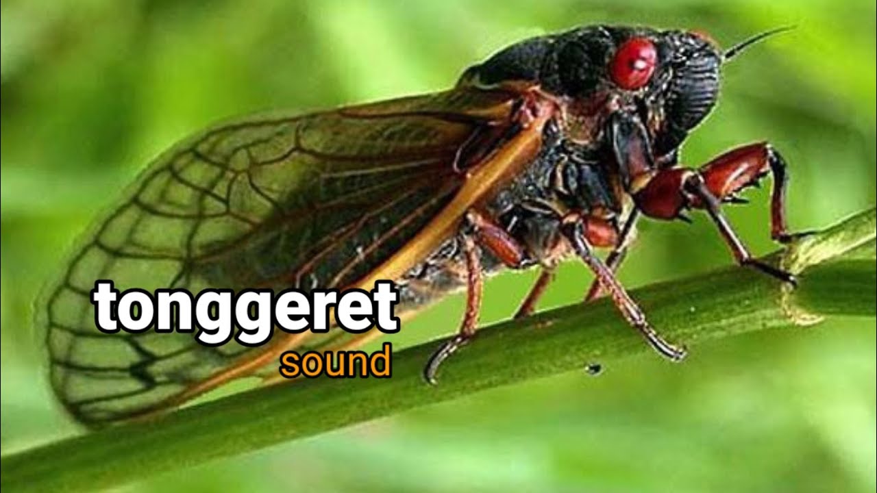 suara alam tonggeret || no copyright - YouTube