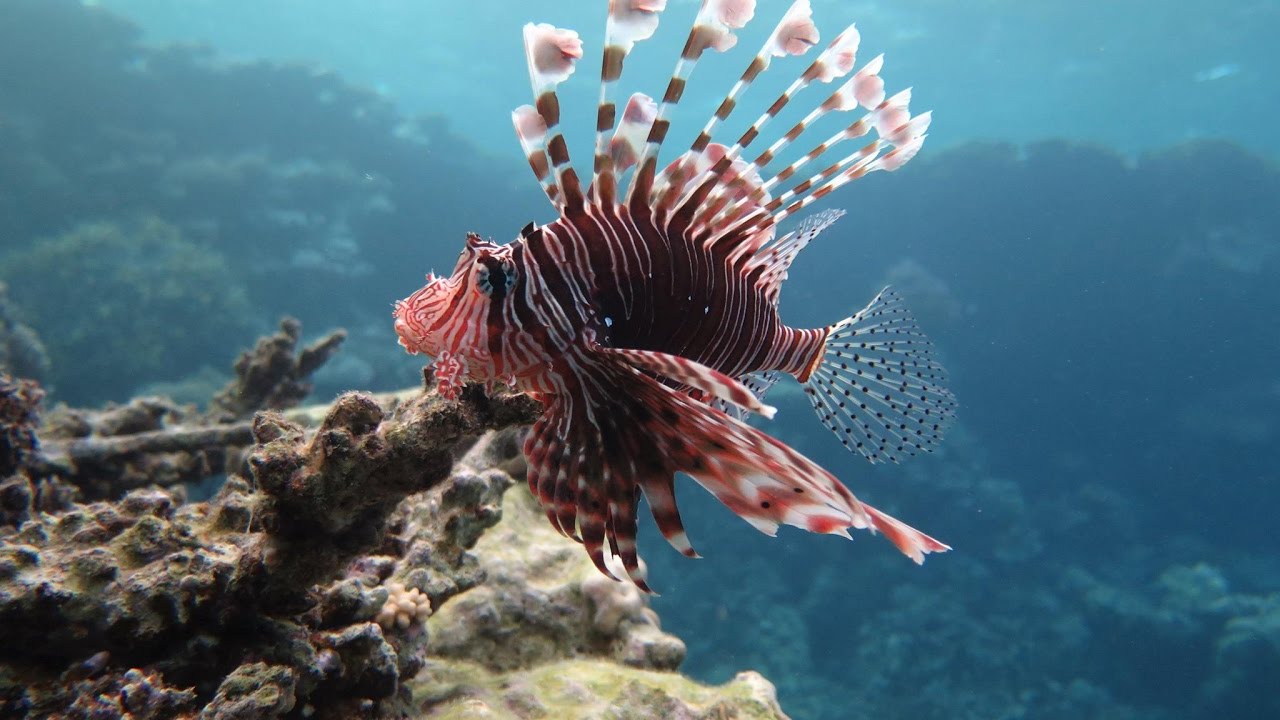 Life on the Reef( Octopus, Lionfish, Scorpionfish, Coral, Clownfish ...