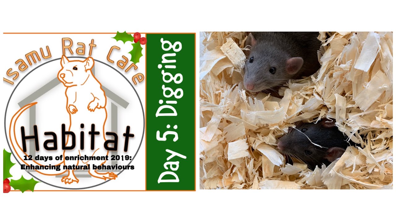 12 days of enrichment: Day 5: Digging - YouTube