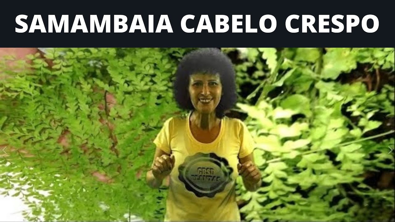 SAMAMBAIA CABELO CRESPO #SamambaiaCabeloCrespo - YouTube