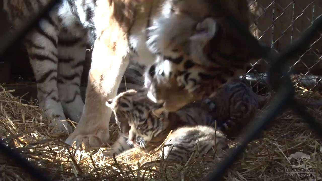 Tiger Cubs in Full Color - YouTube