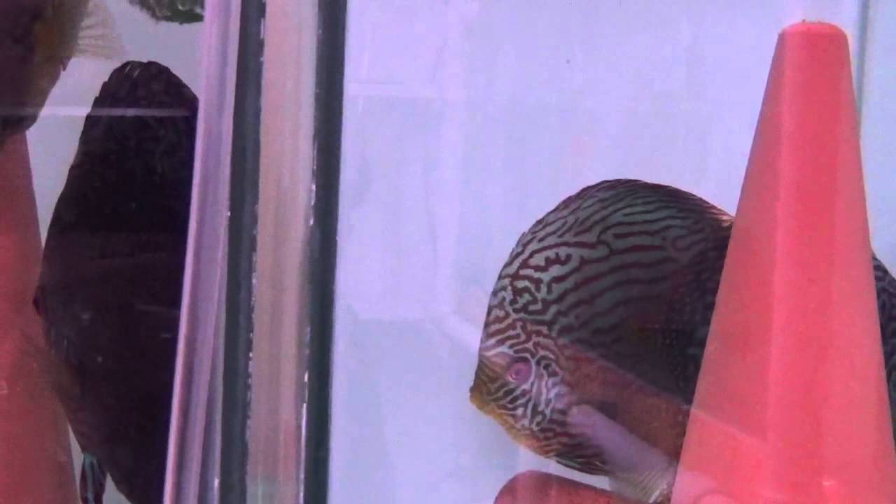 GARY COWBURN DISCUS - YouTube