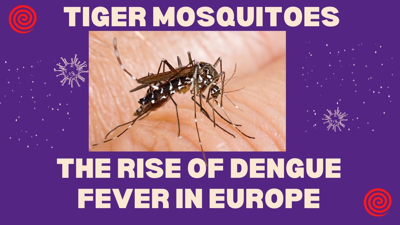Invasion Alert!!! Tiger Mosquitoes Spreading in Europe/ Dengue Fever on ...