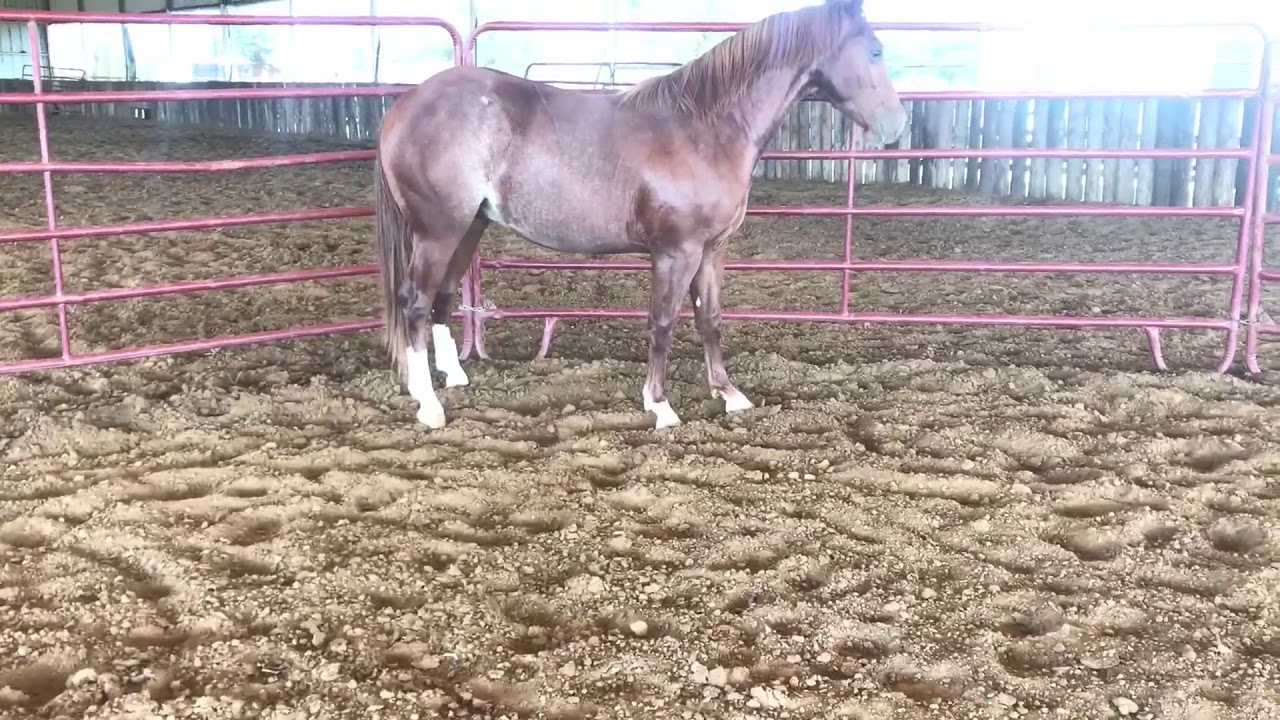 2018 Stud by High Brow Cat - YouTube