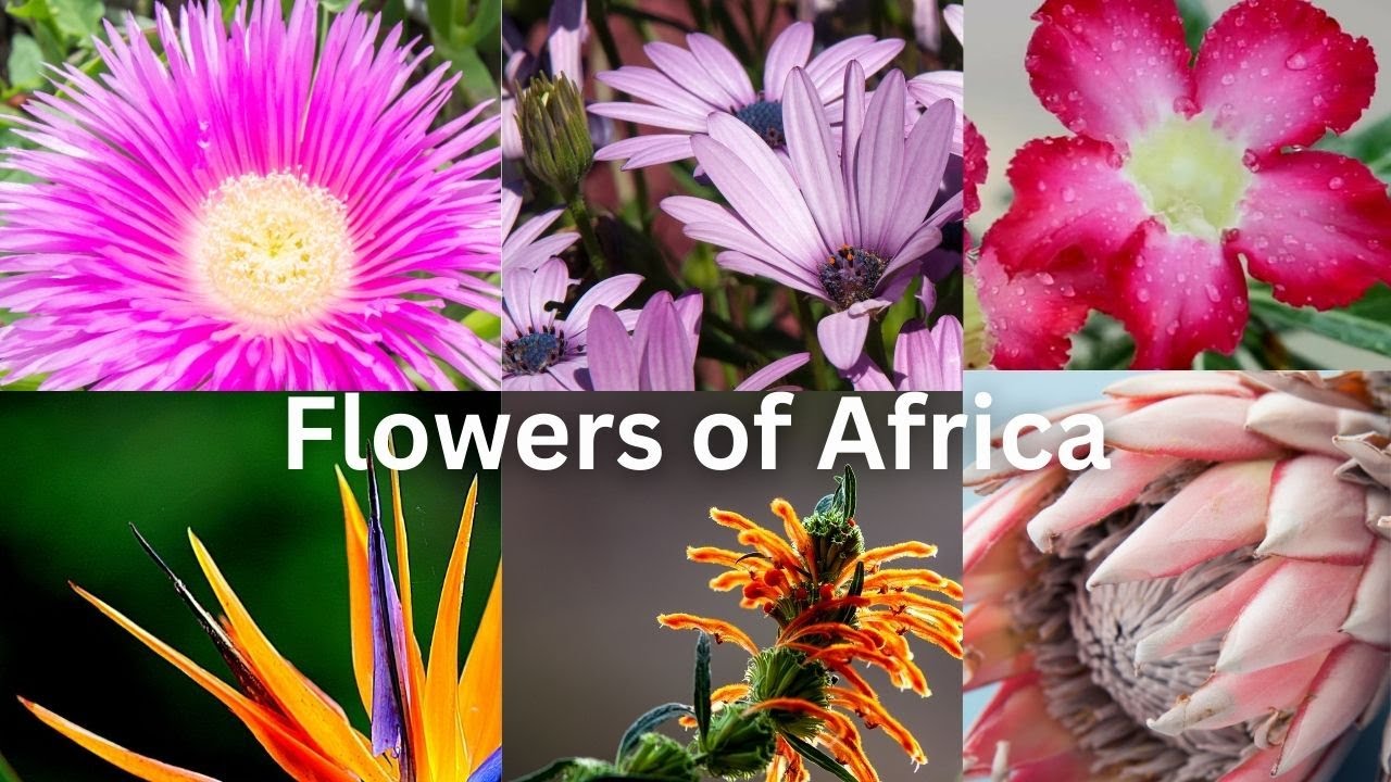 Vibrant Blooms: Discover the Beauty of African Flowers! - YouTube