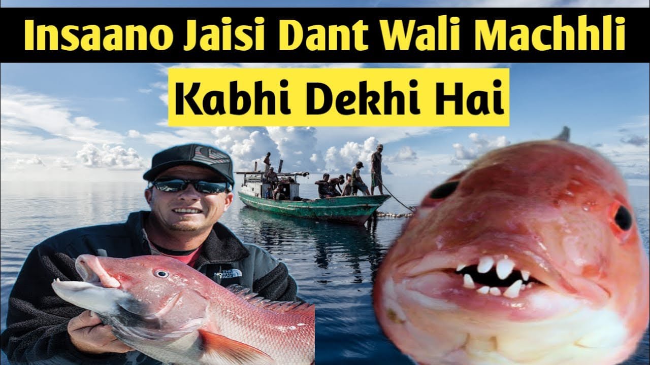 Ajibo Garib Chije on Wired Fish in Hindi |Amazing Interesting Unknown ...
