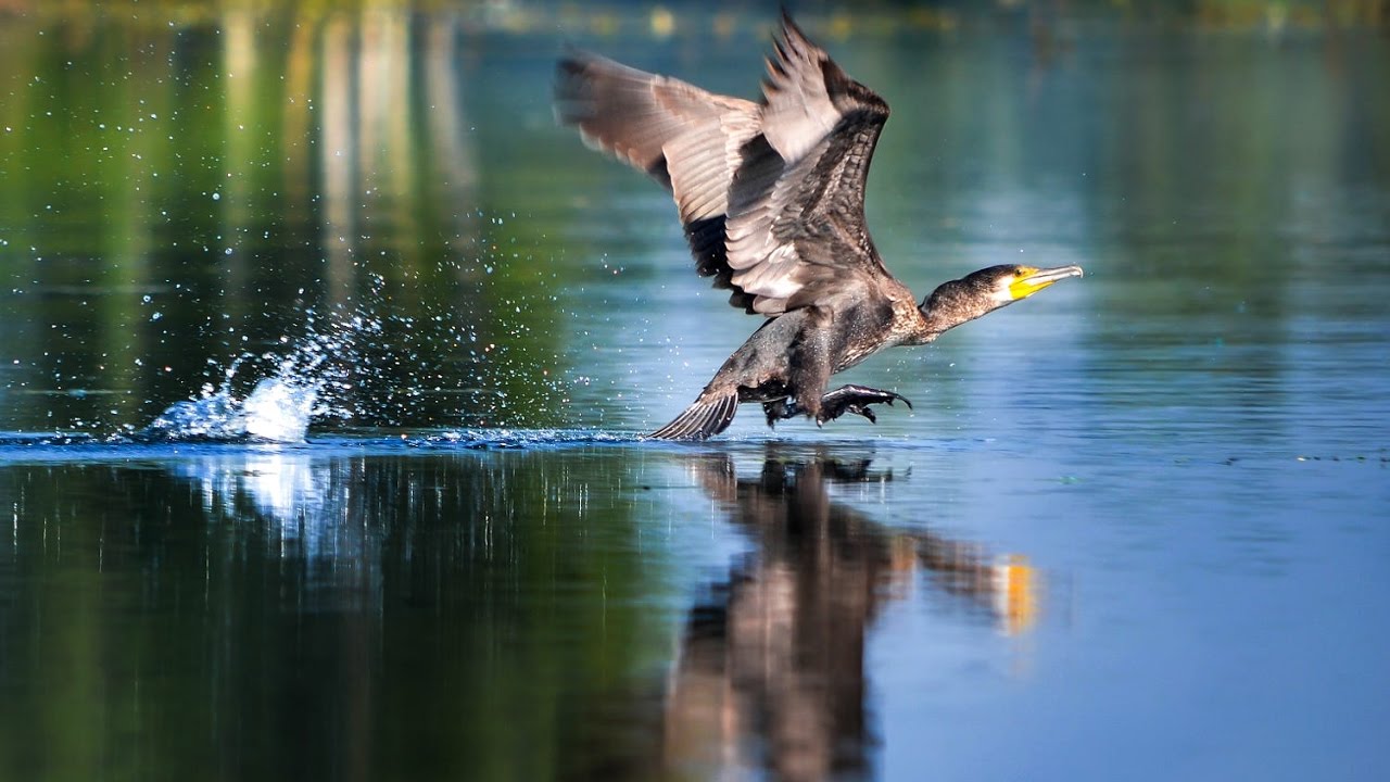 cormorant Bird / bird of Bangladesh - YouTube