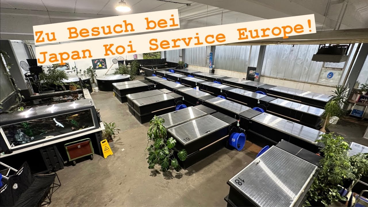 Japan Koi Service Europe. Eine beeindruckende Anlage mit 10-15000 Koi‘s ...