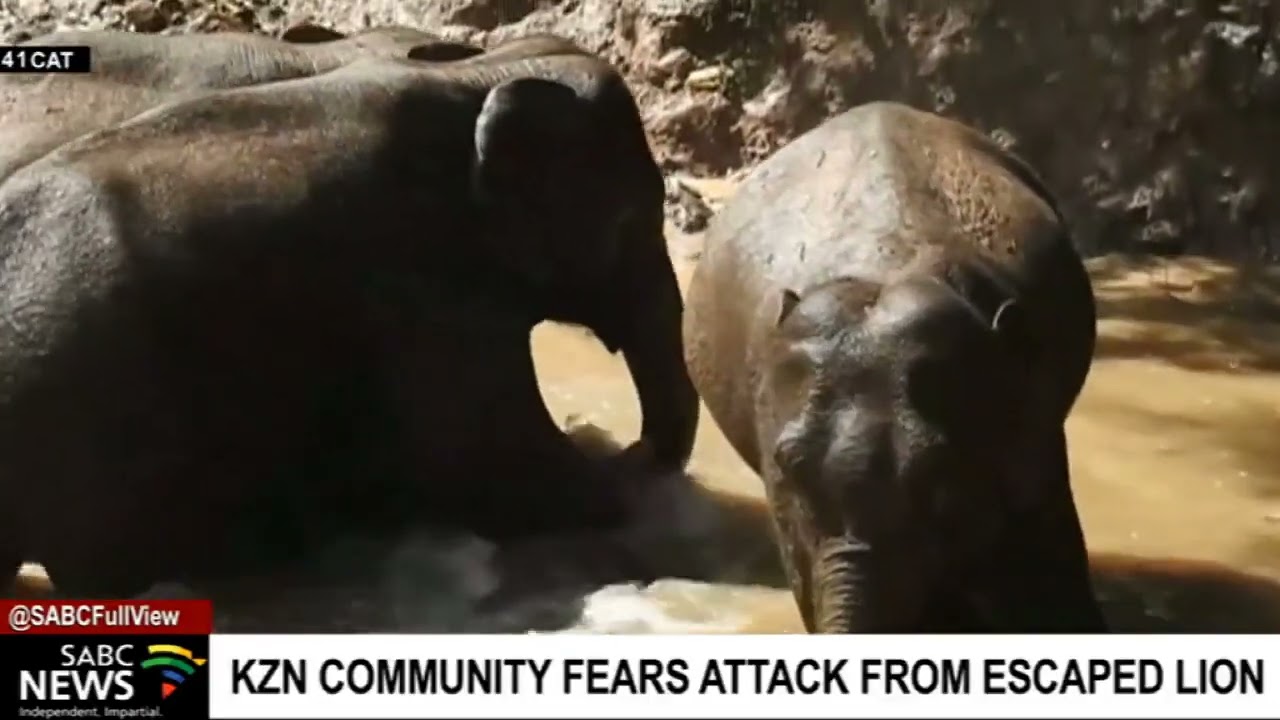 KwaZulu-Natal community living in fear as wild animals terrorise them ...
