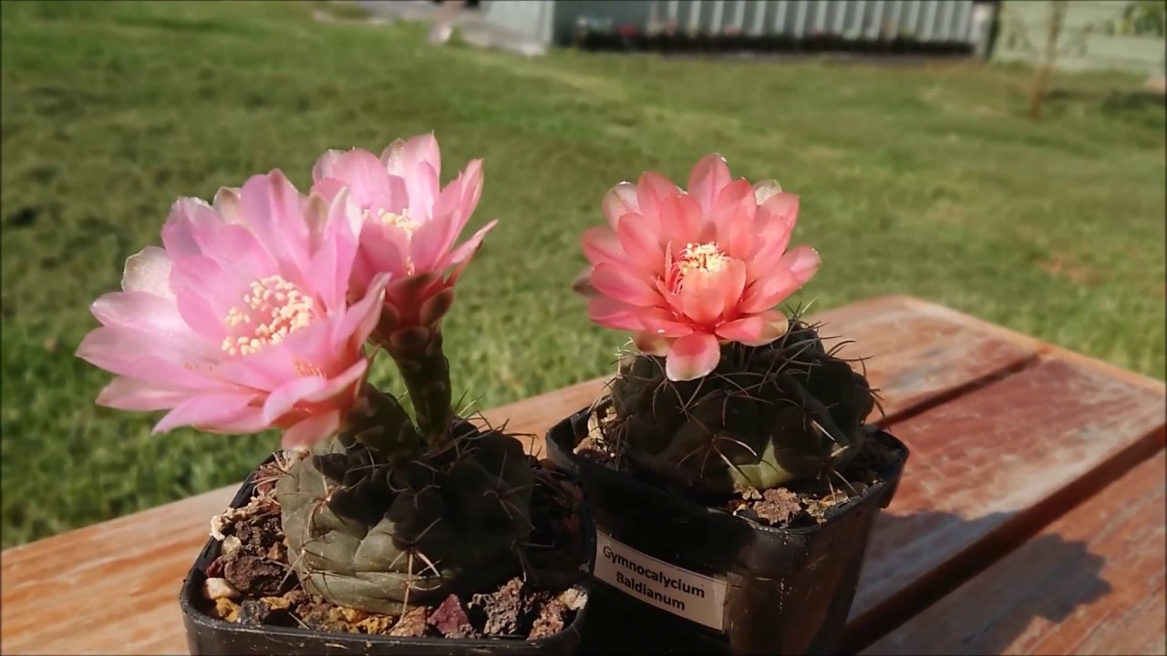 Cactus Minute Episode 20 - YouTube