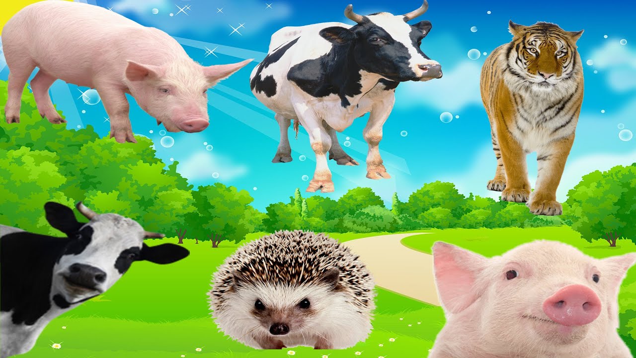 Wild Animal Sounds In Nature: Elephant, Rooster, Cow, Horse, Dog, Hen ...