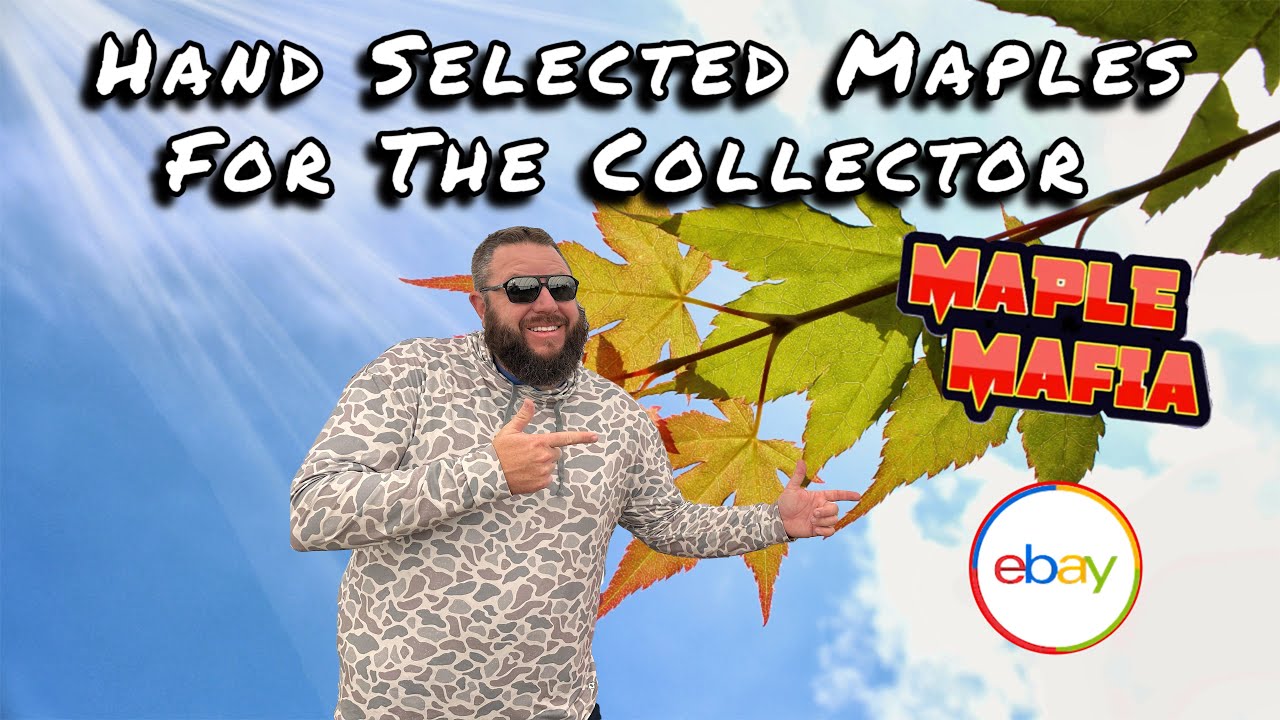 Maple Mafia eBay Breakdown April 20, 2025 | Hand Selected Maples For ...
