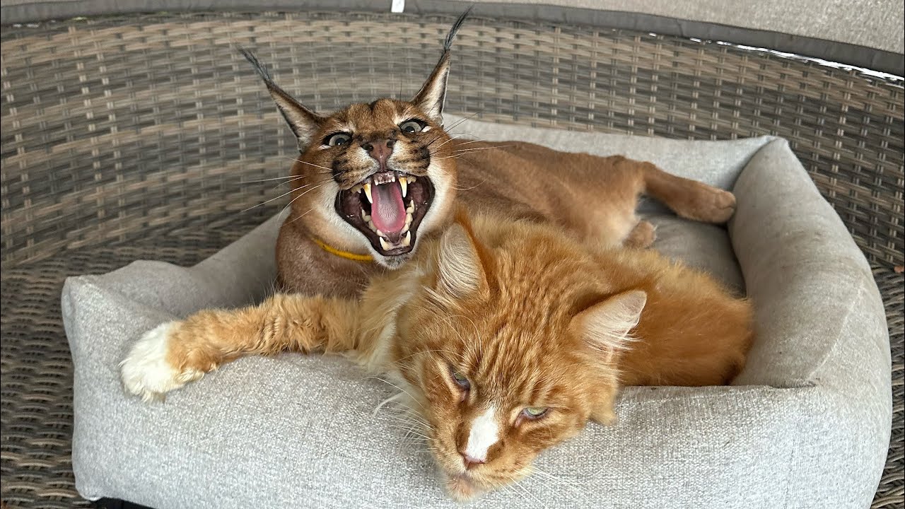 Pumba and Izjuma cuddling🥰Watch what happens😹 - YouTube