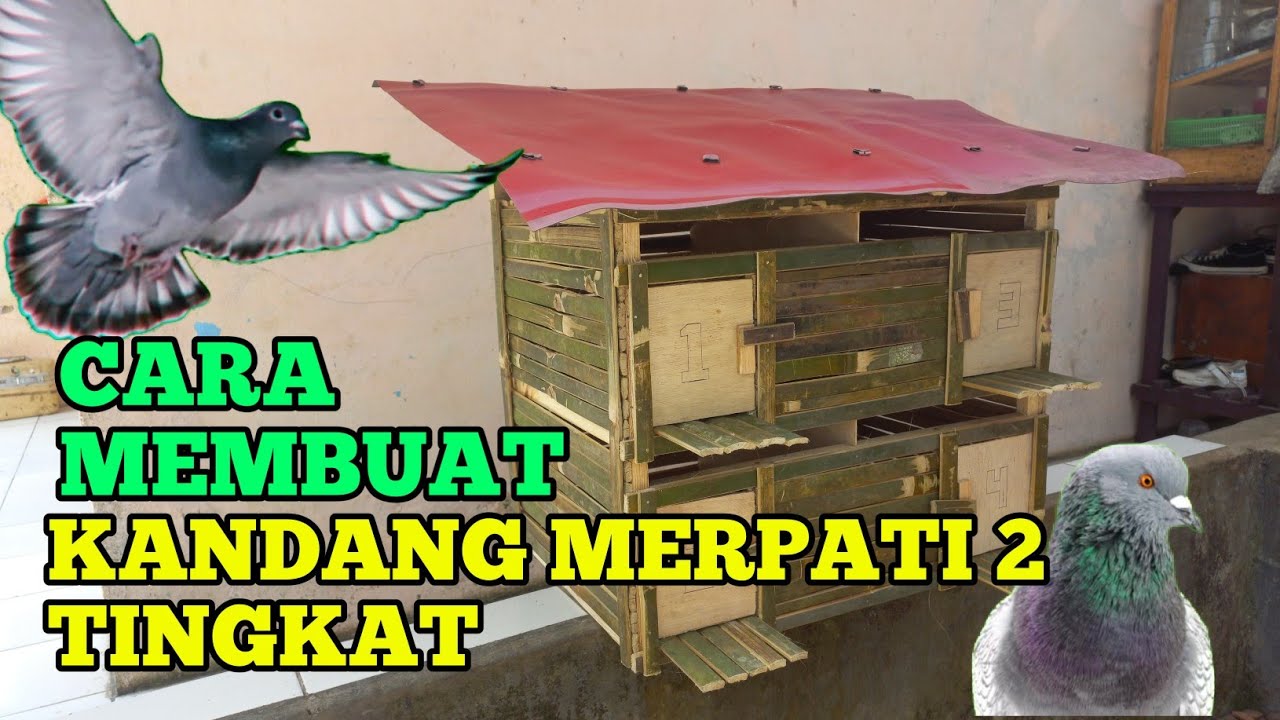 cara membuat pagupon merpati 4 pintu.‼️ - YouTube