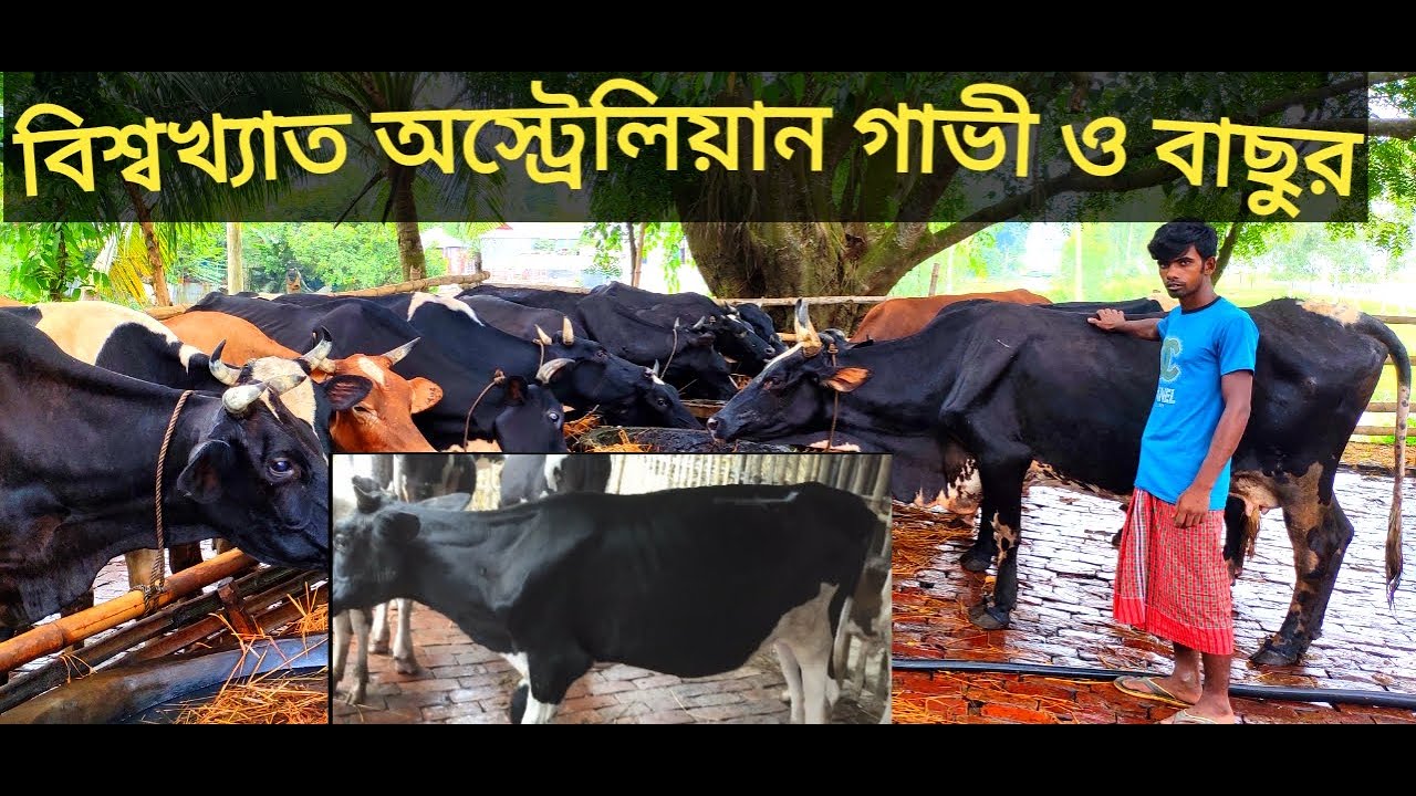 অস্ট্রেলিয়ান গাভী ও বাছুরের খামার।অধিক দুধের গাভী।Australian Cow and ...