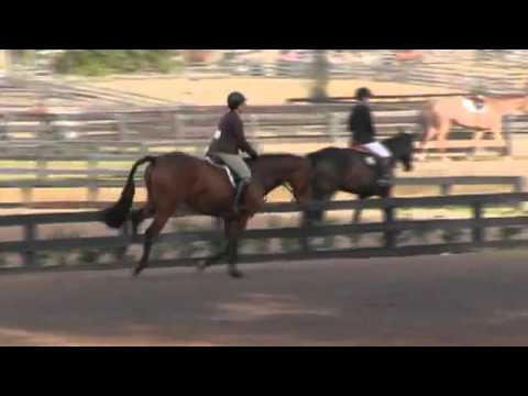 Video of E.S. Cassini Grand ridden by Lacy Morrone-Cramer from ShowNet! - YouTube