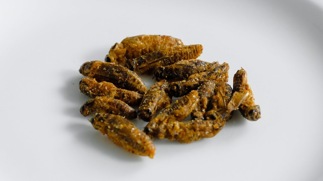 How Eat Grub persuade consumers to eat insects - YouTube