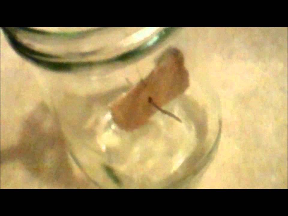 jar compass - YouTube