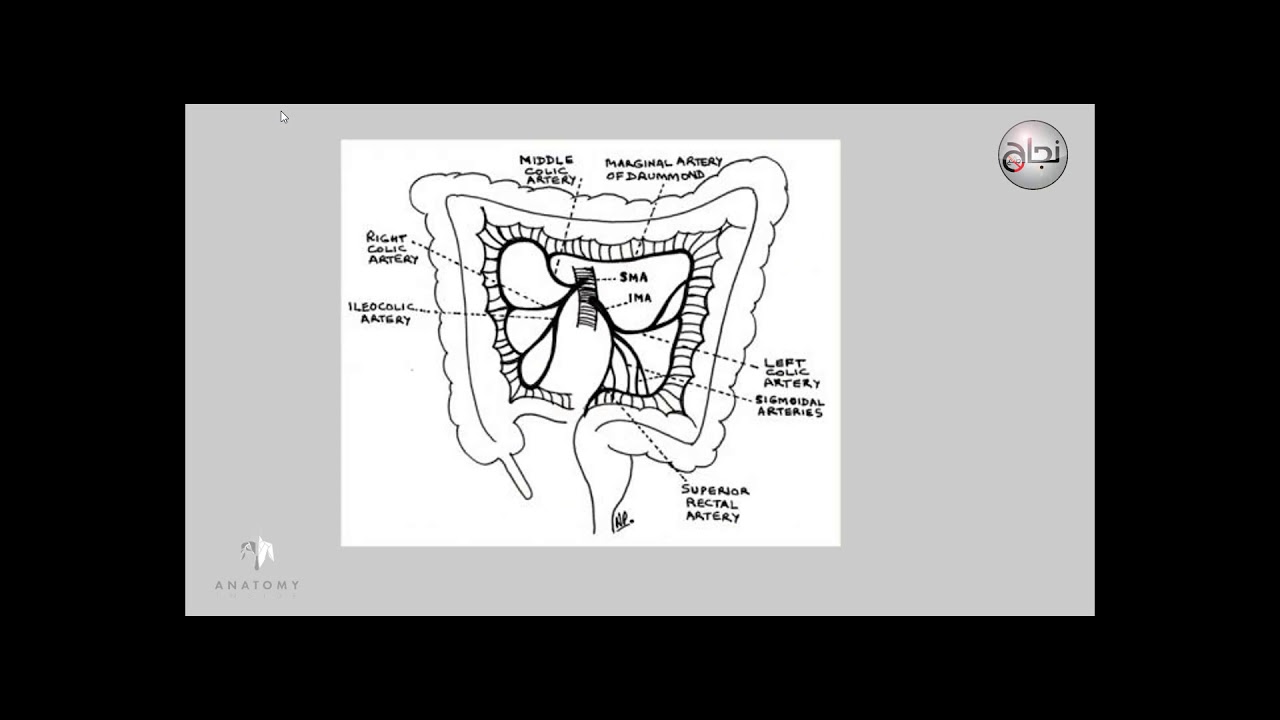 Anatomy..(Transverse colon+flexures+segmoid)part 3 - YouTube
