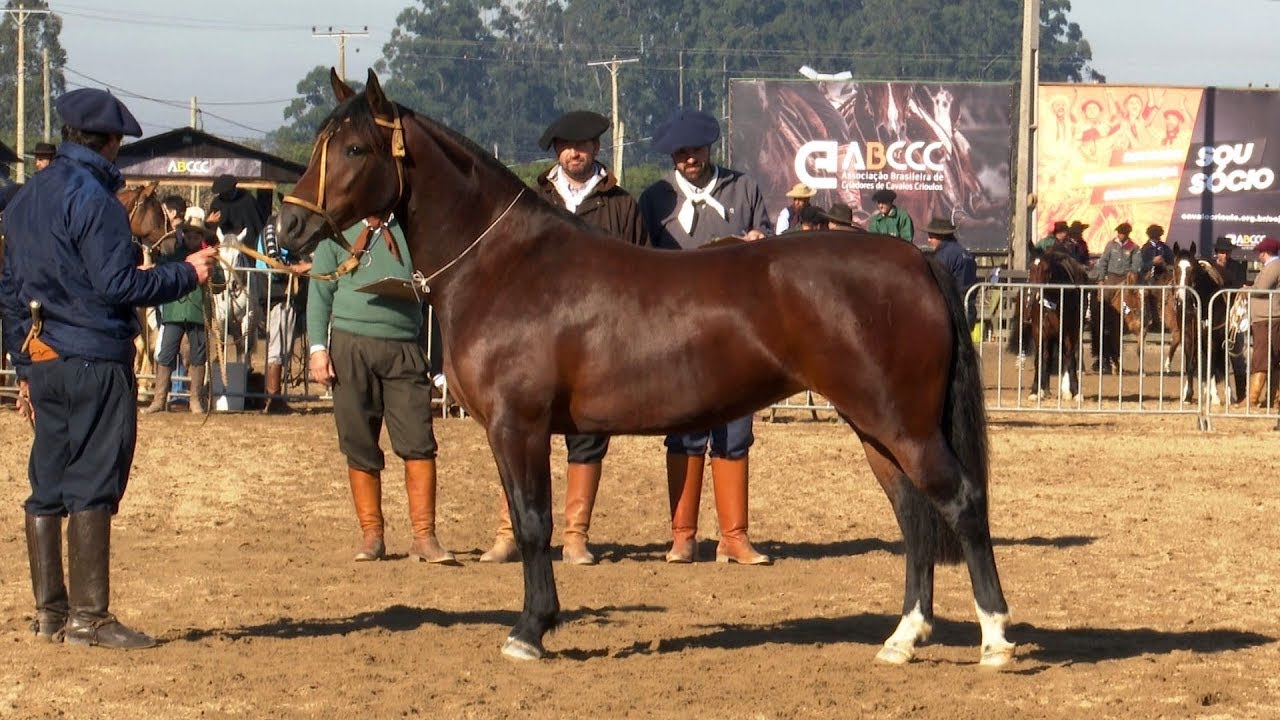 Aprovados Potranca Maior - Prévia Morfológica 2019 - YouTube