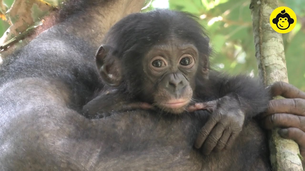 How cute a wild infant bonobo is!【Observations of Bonobos #133】 - YouTube
