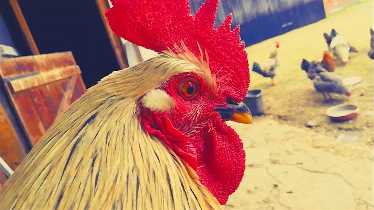 Rooster Strikes Back! Dog vs Rooster Battle Unfolds - YouTube