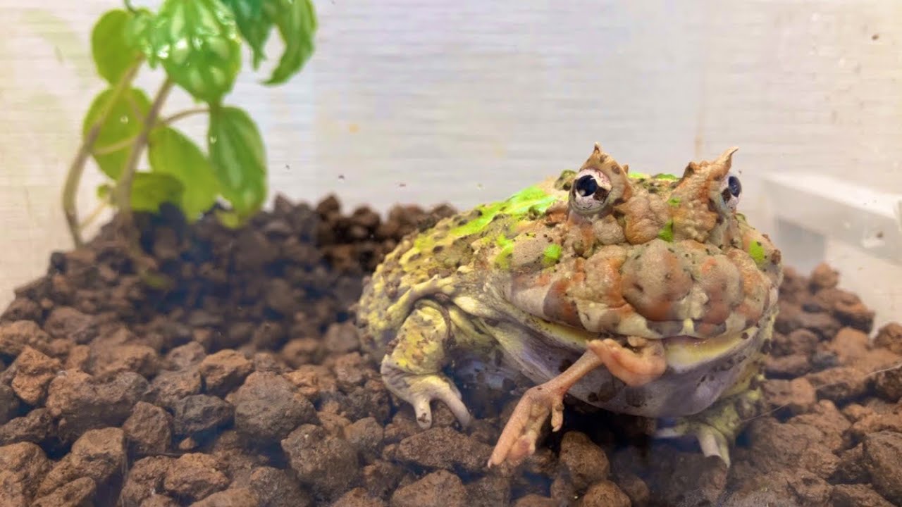 顔面が変形した珍しいツノガエルのお食事 Rare horned toad with deformed face eating - YouTube