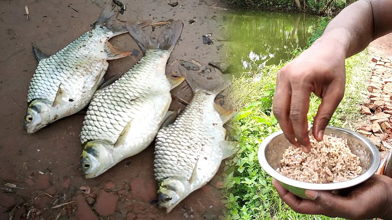 Amazing Fishing Technique & Catching Deshi Fish - Best Cast Net Fishing ...